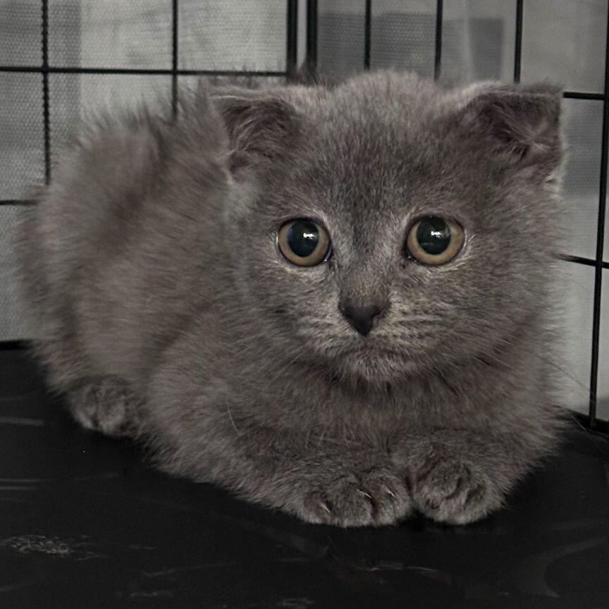 Шотландский вислоухий короткошёрстный котёнок