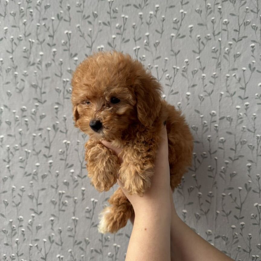 Мальтипу, щенок