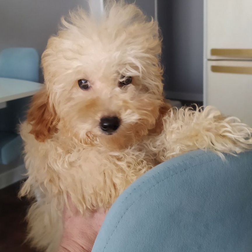 Той-пудель девочка