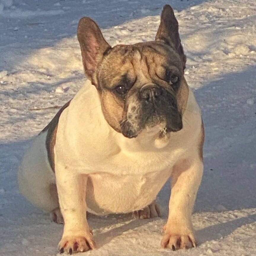 Французский бульдог, взрослая собака