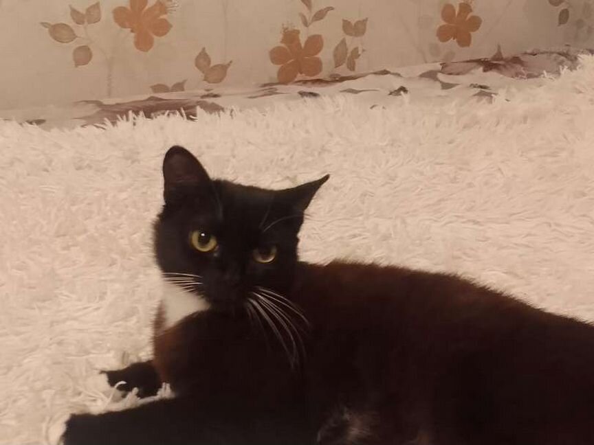 Кошка в дар бесплатно