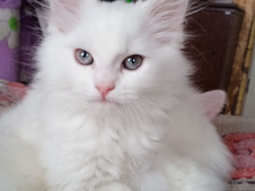 Котята мейн-кун