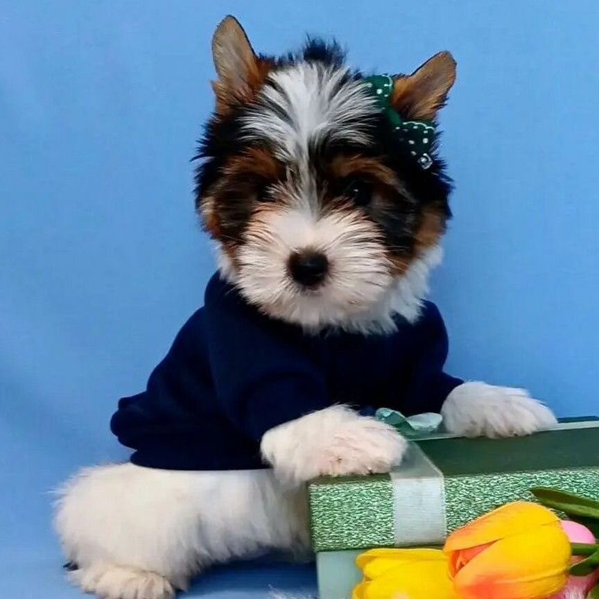 Бивер-йоркширский терьер, щенок