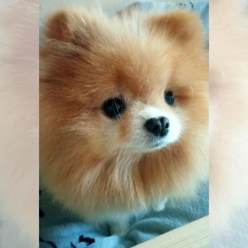 Померанский шпиц мини мальчик