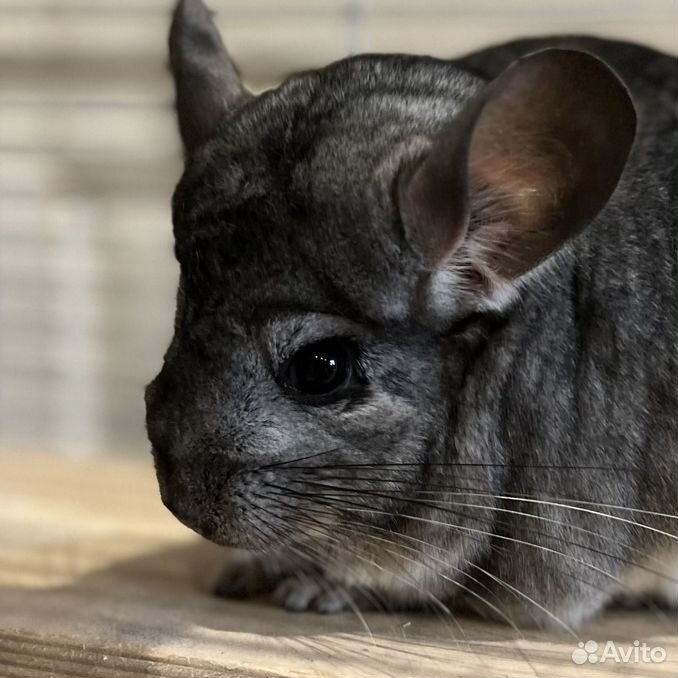 Шиншилла Шуша в добрые руки