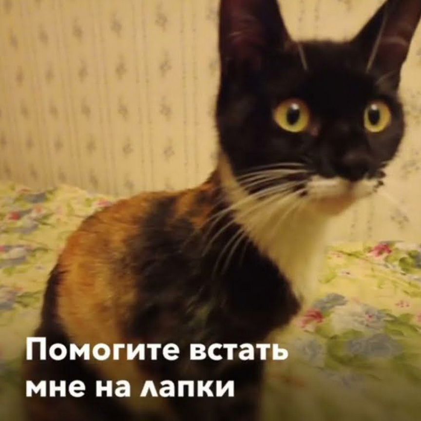 Помочь Веснушке