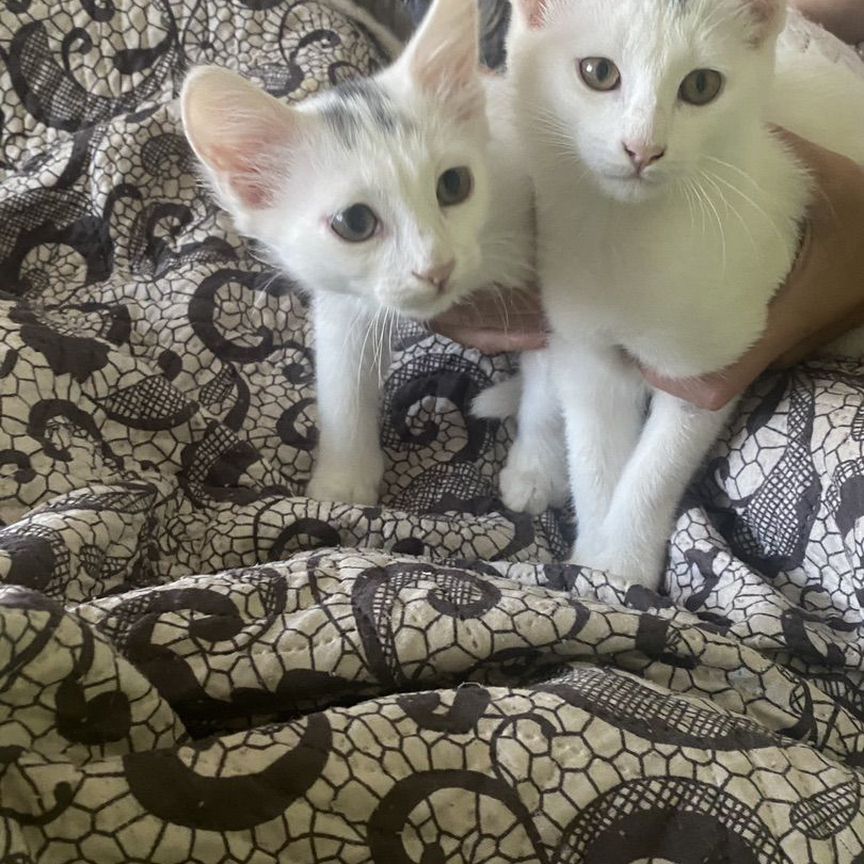 Котята бесплатно