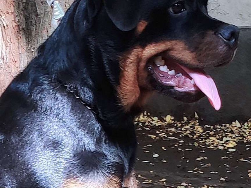 Носики-курносики