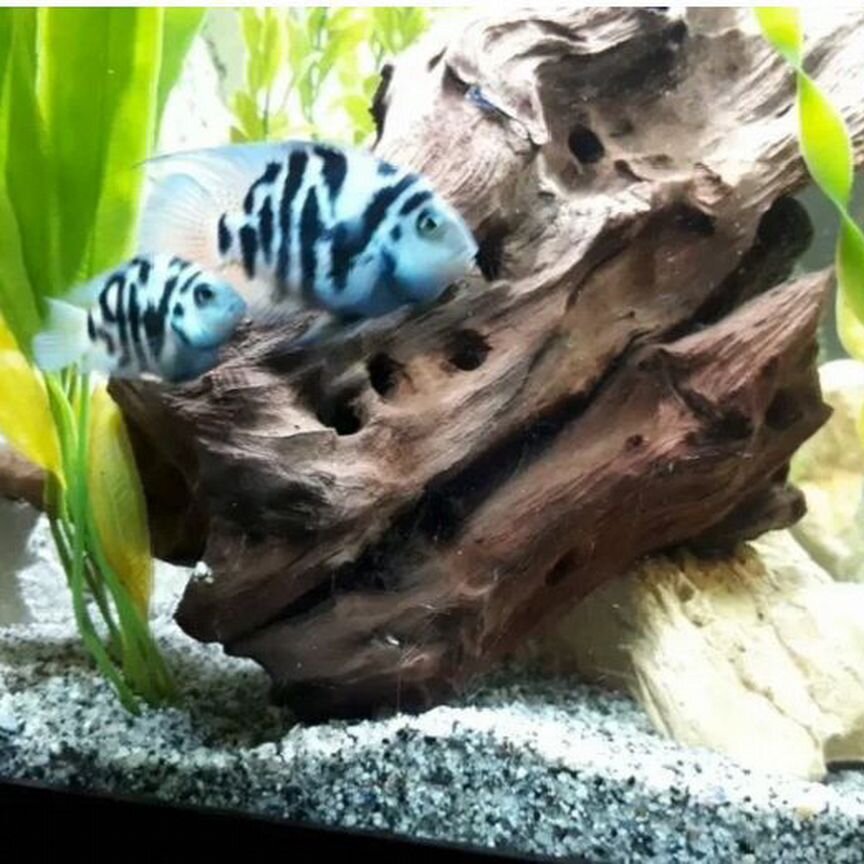 Рыбки для аквариума