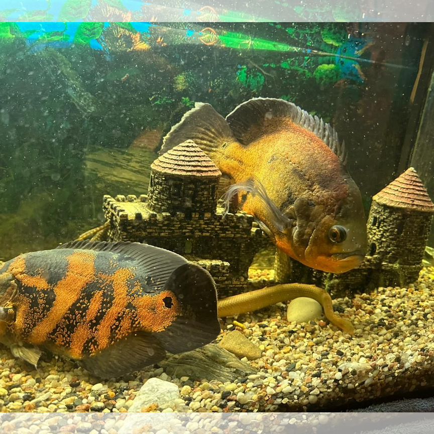 Аквариум на 200 литров с рыбами