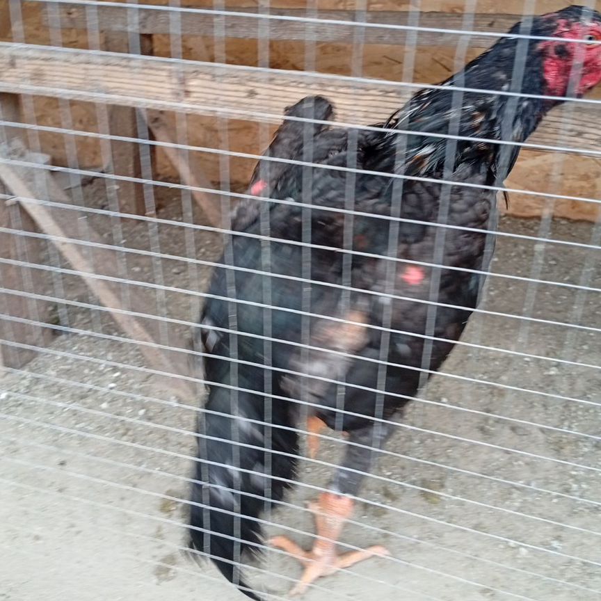 Бойцовский петух шамо