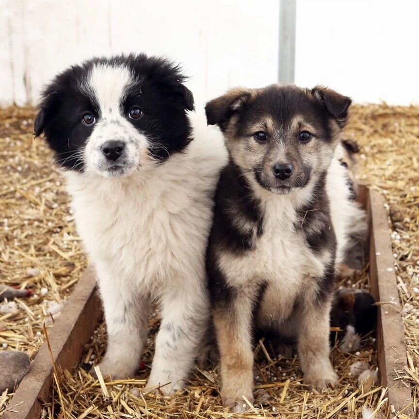 Щенки ищут хозяев. Отдадим в хорошие руки