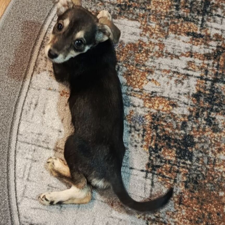 Щенок в добрые руки