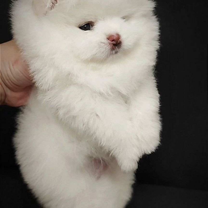 Мальчик медвежонок