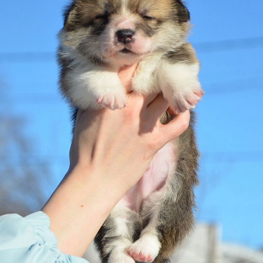 Щенки корги