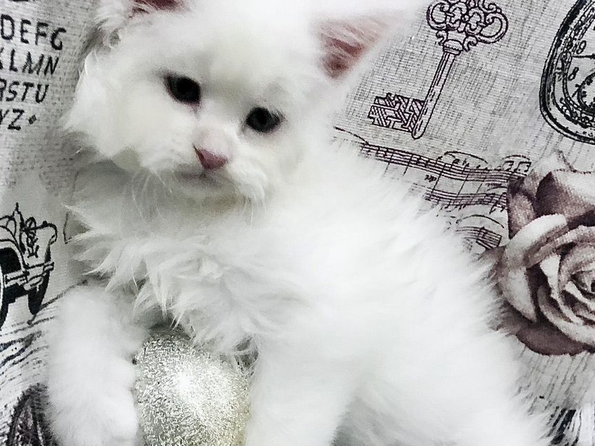 Котята мейн-кун