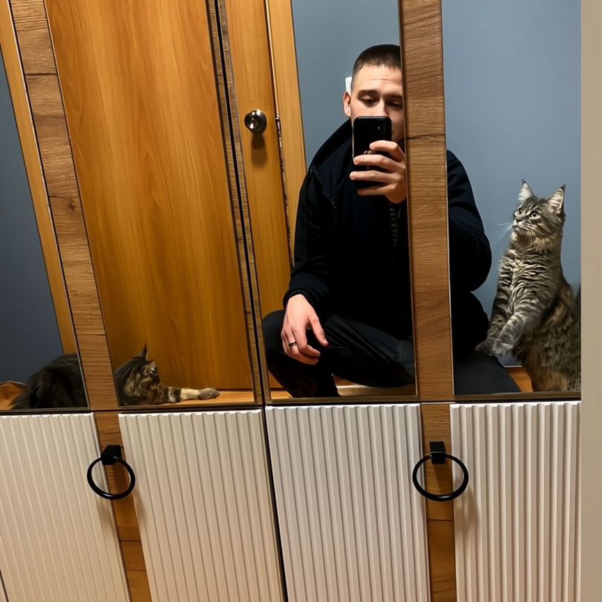 Мейн-кун, взрослая кошка