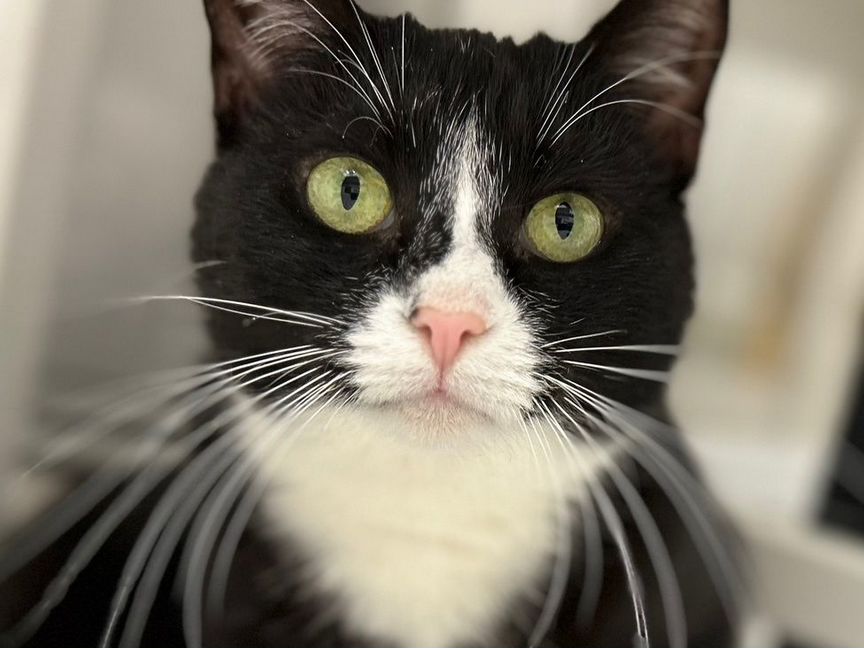 Ласковая игривая болтливая умная Дуся ищет дом