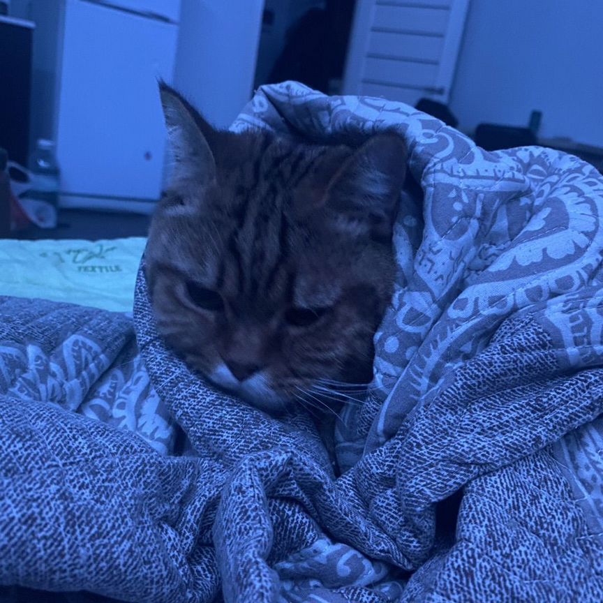 Британский котик