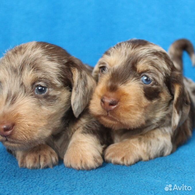 Такса кроличья жесткошерстная. РКФ. Мальчики