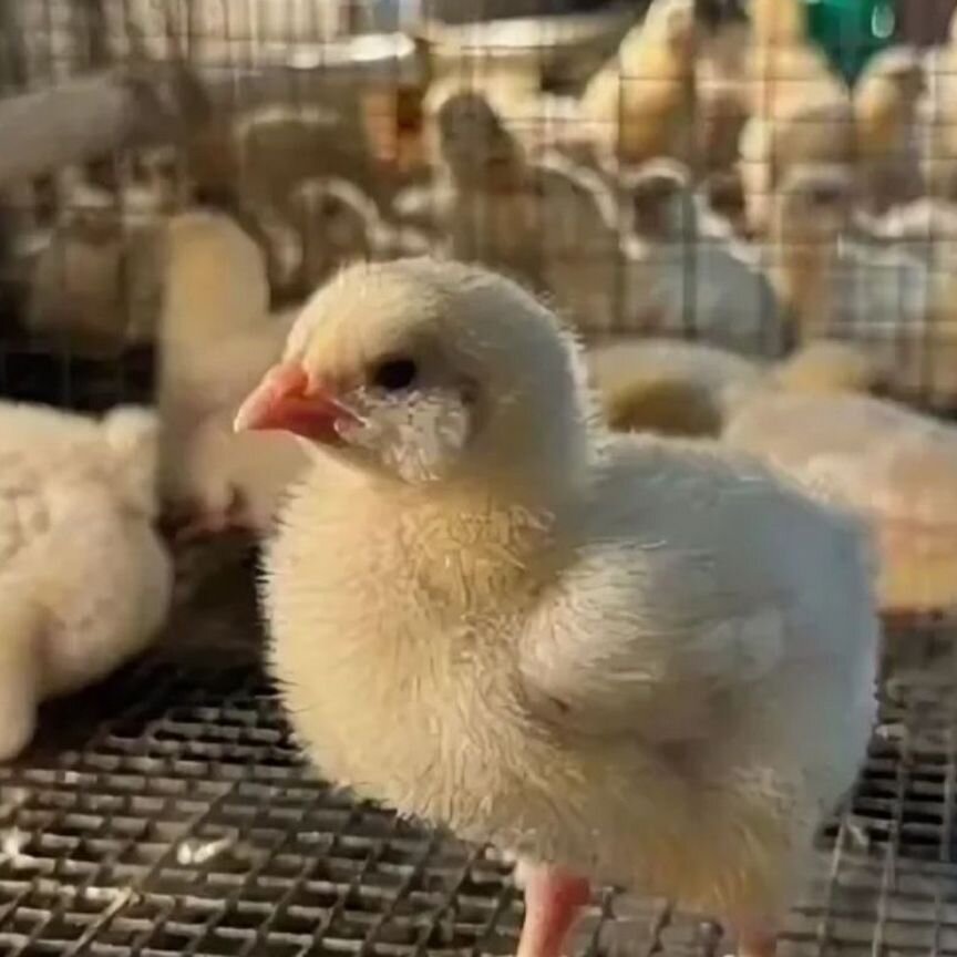 Цыплята бройлеры суточные кобб700