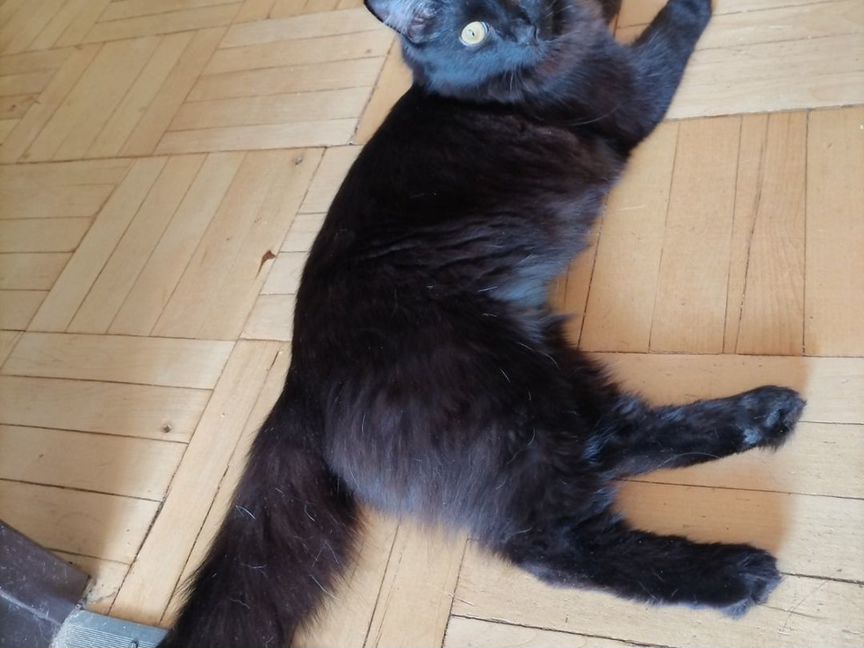 Кошка ищет дом