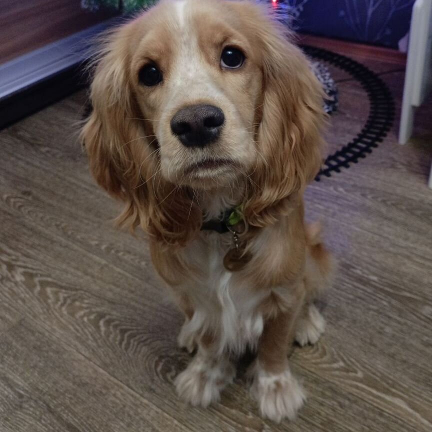 Английский кокер-спаниель, щенок