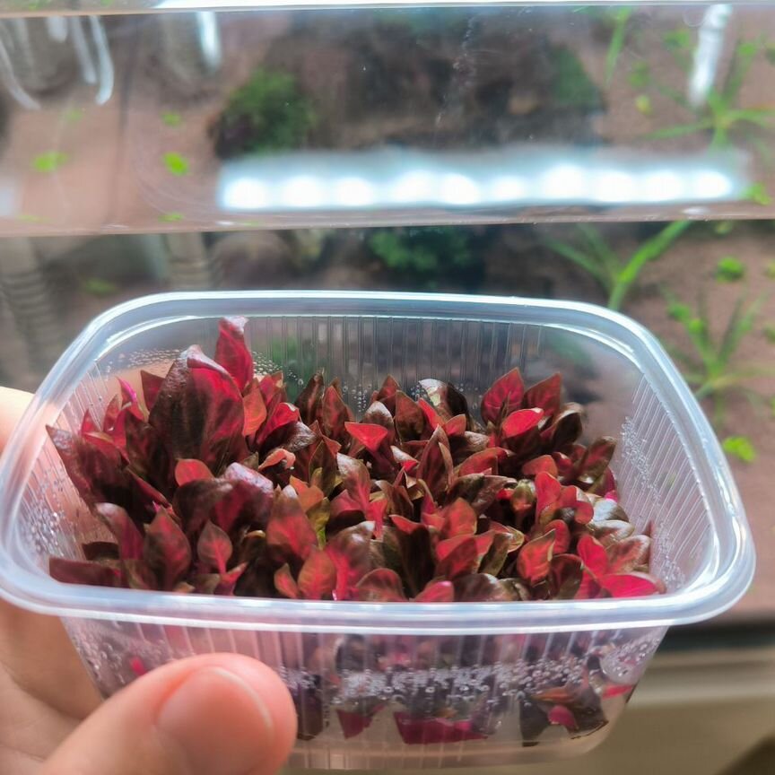 Аквариумное растение Альтернатера розенервиг