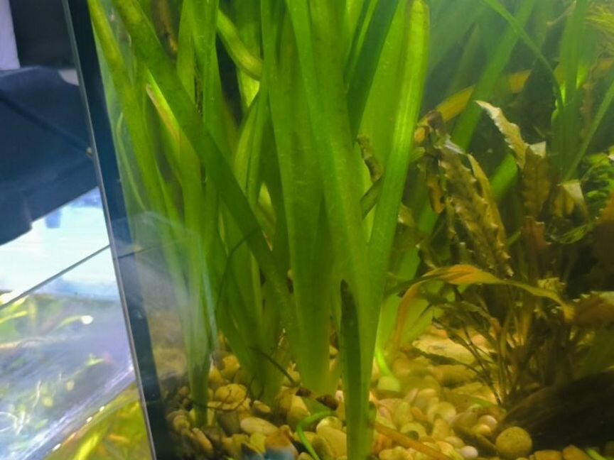 Валлиснерия гигантская