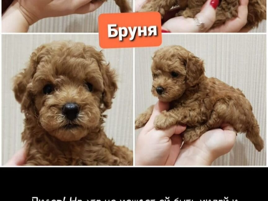 Щенки мальтипу F2