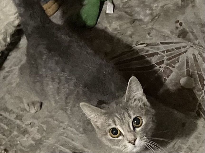 Кошечка ищет дом