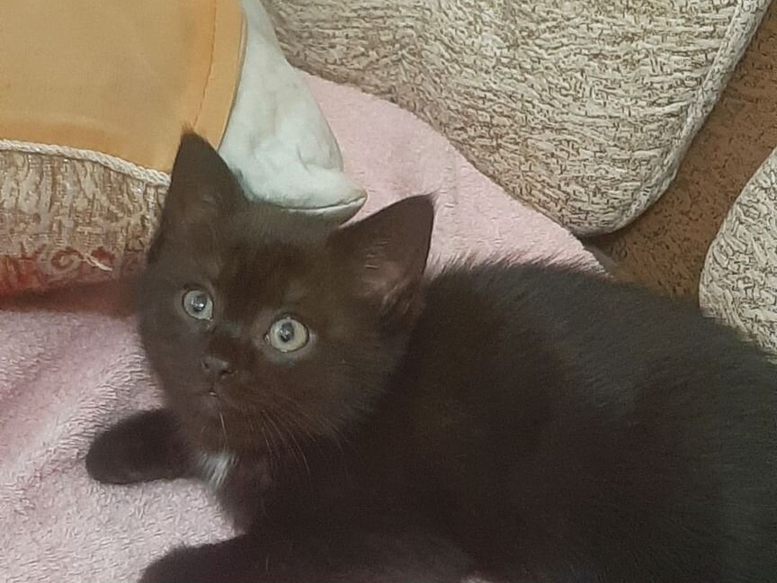 Британская