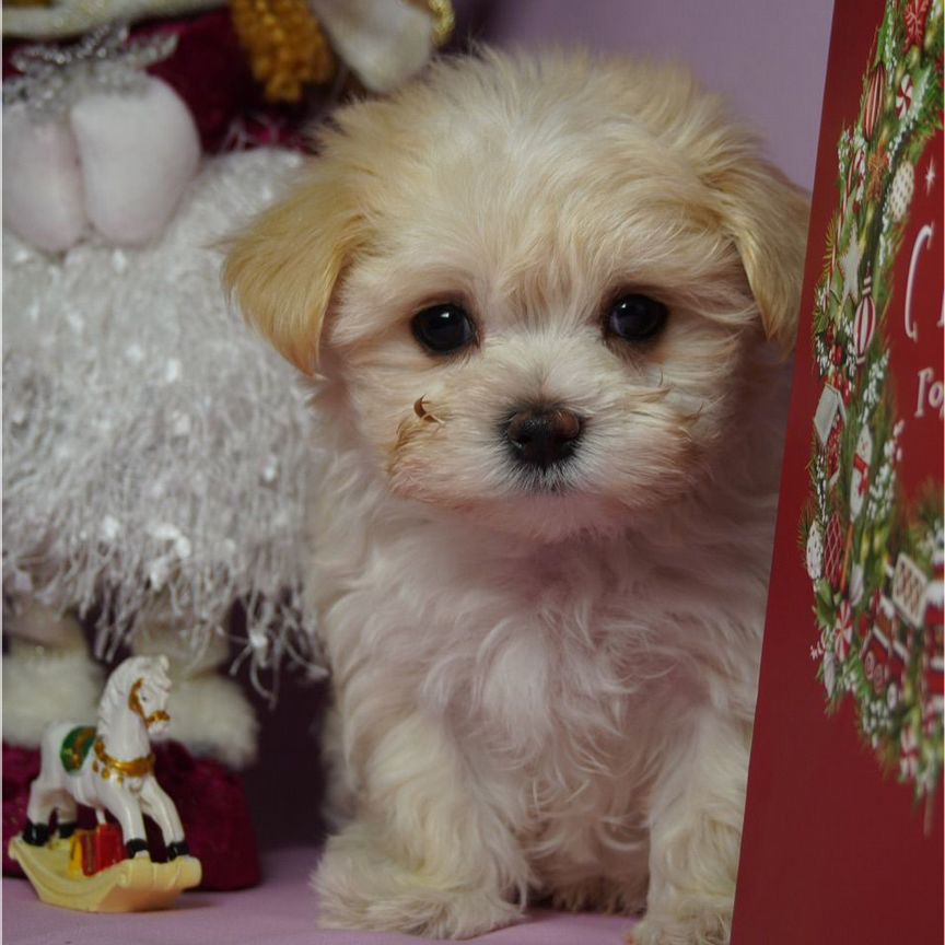 Мальтипу, щенок