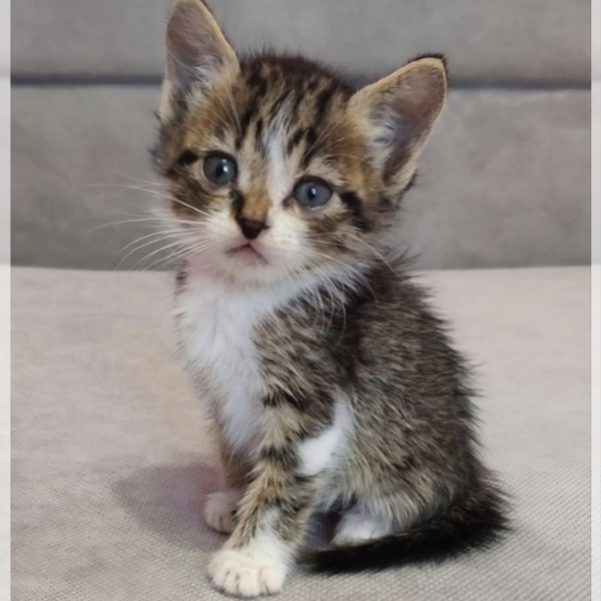 Котёнок. Маленький кусочек счастья