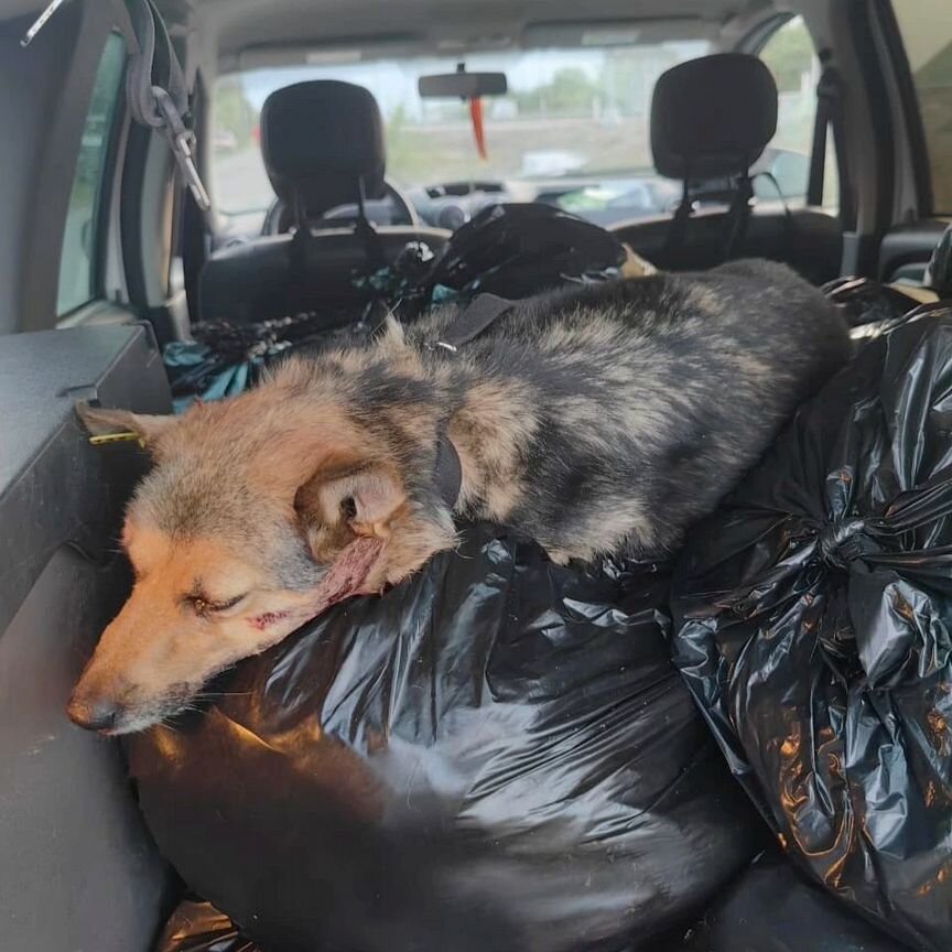 Спасённая Недушка ищет дом.собака в дар