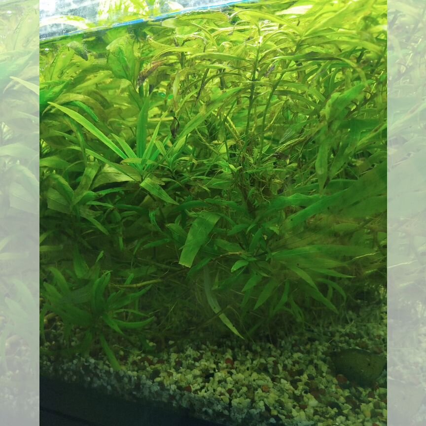 Водоросли живые для аквариума