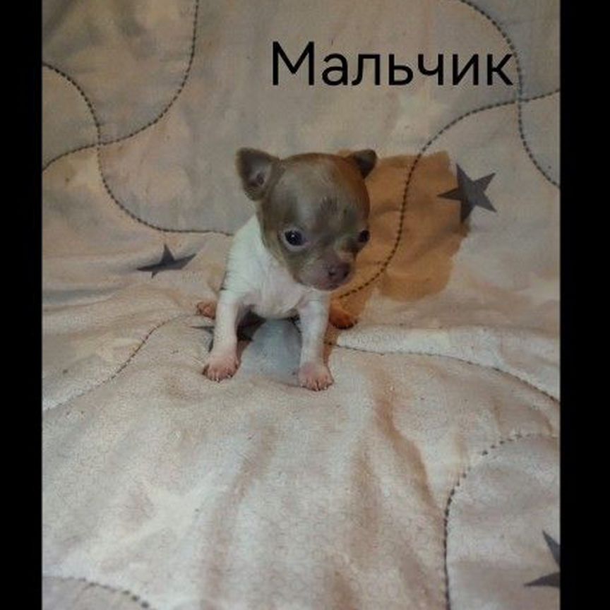 Щенки чихуахуа