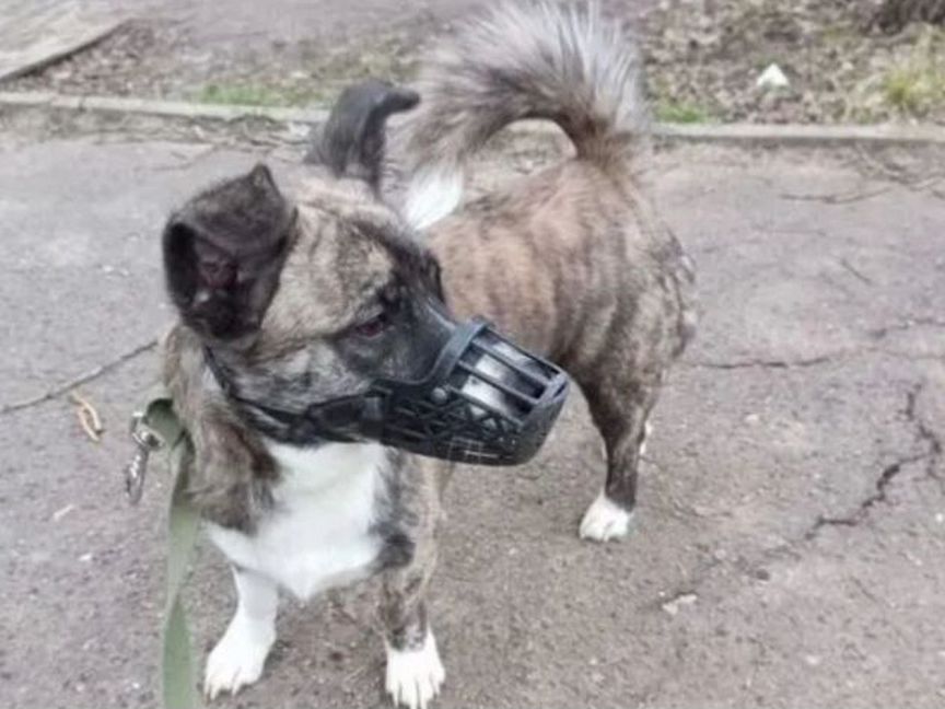 Собака вельш-корги кардиган