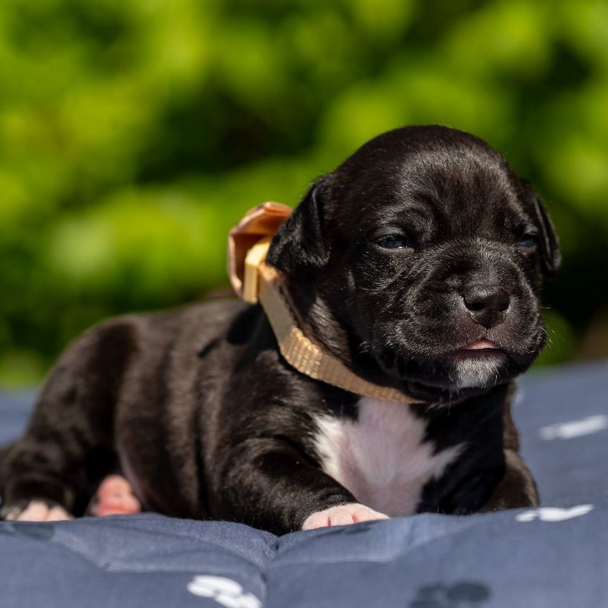 Щенки. прайтер