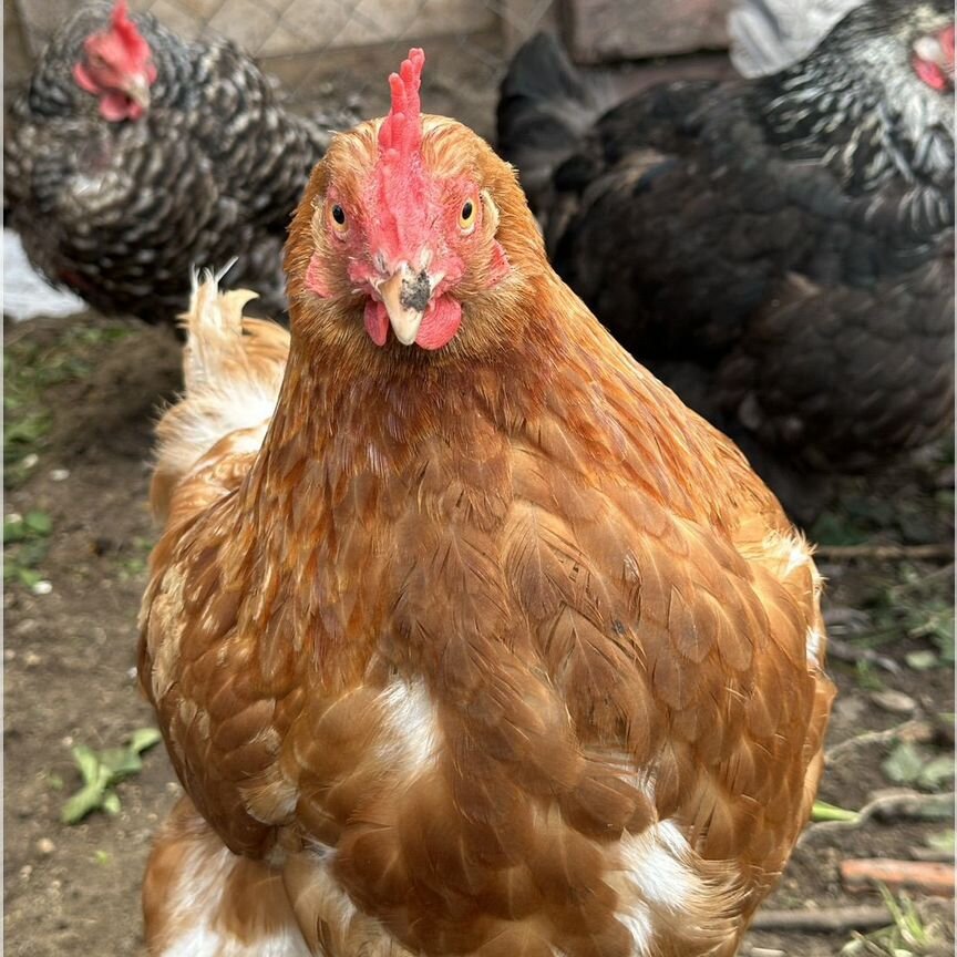 Живые домашние курицы бройлер