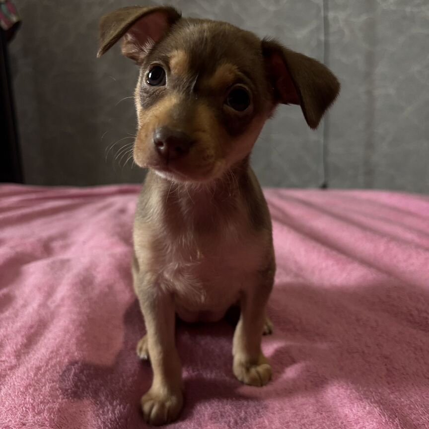 Русский той-терьер, щенок