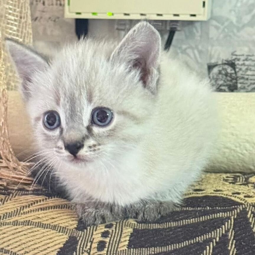 Котик бесплатно