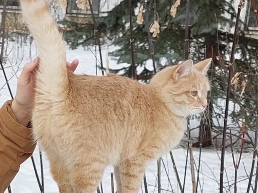 Кошка в добрые руки