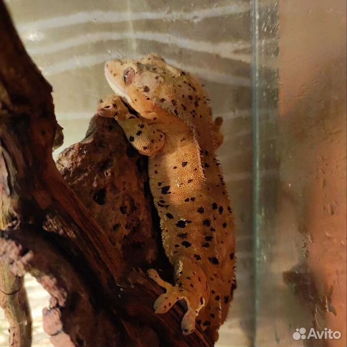 Реснитчатый бананоед супер далматин самец