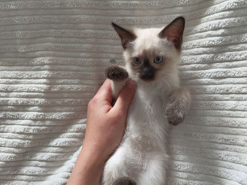 Тайский котёнок