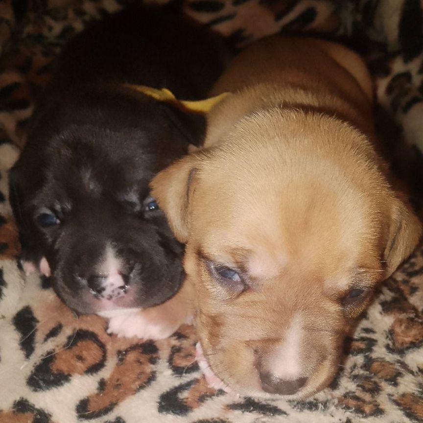 Американский стаффордширский терьер, щенок