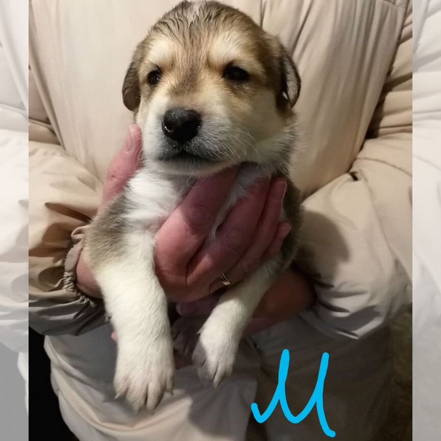 Щенок в добрые руки