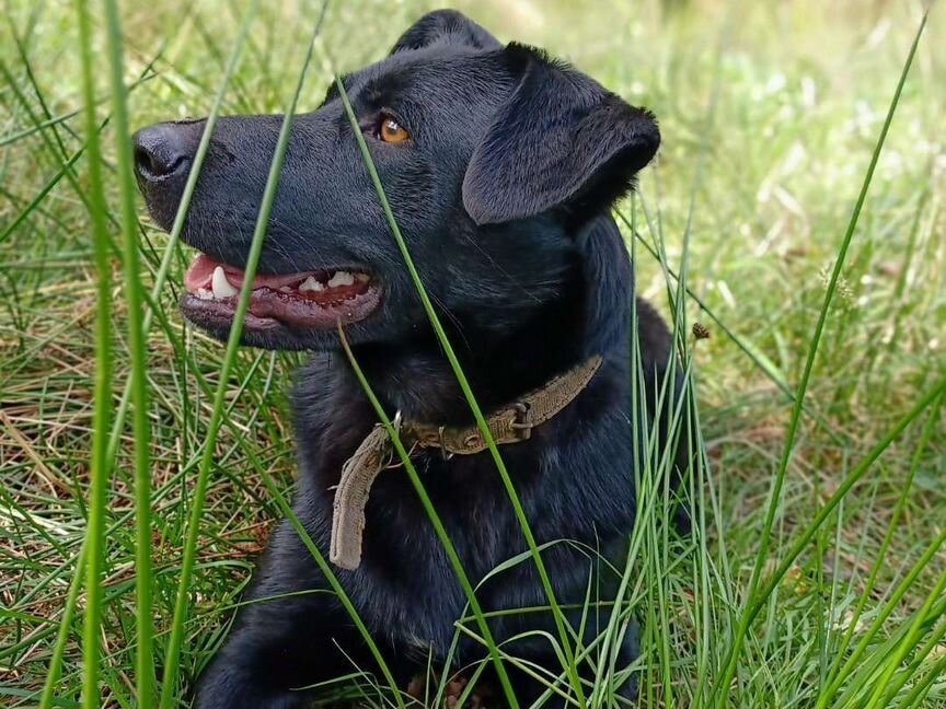 Собака в добрые руки