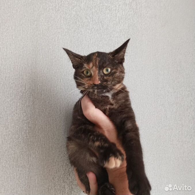 Изабелла в дар