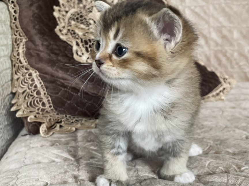 Продаются котята